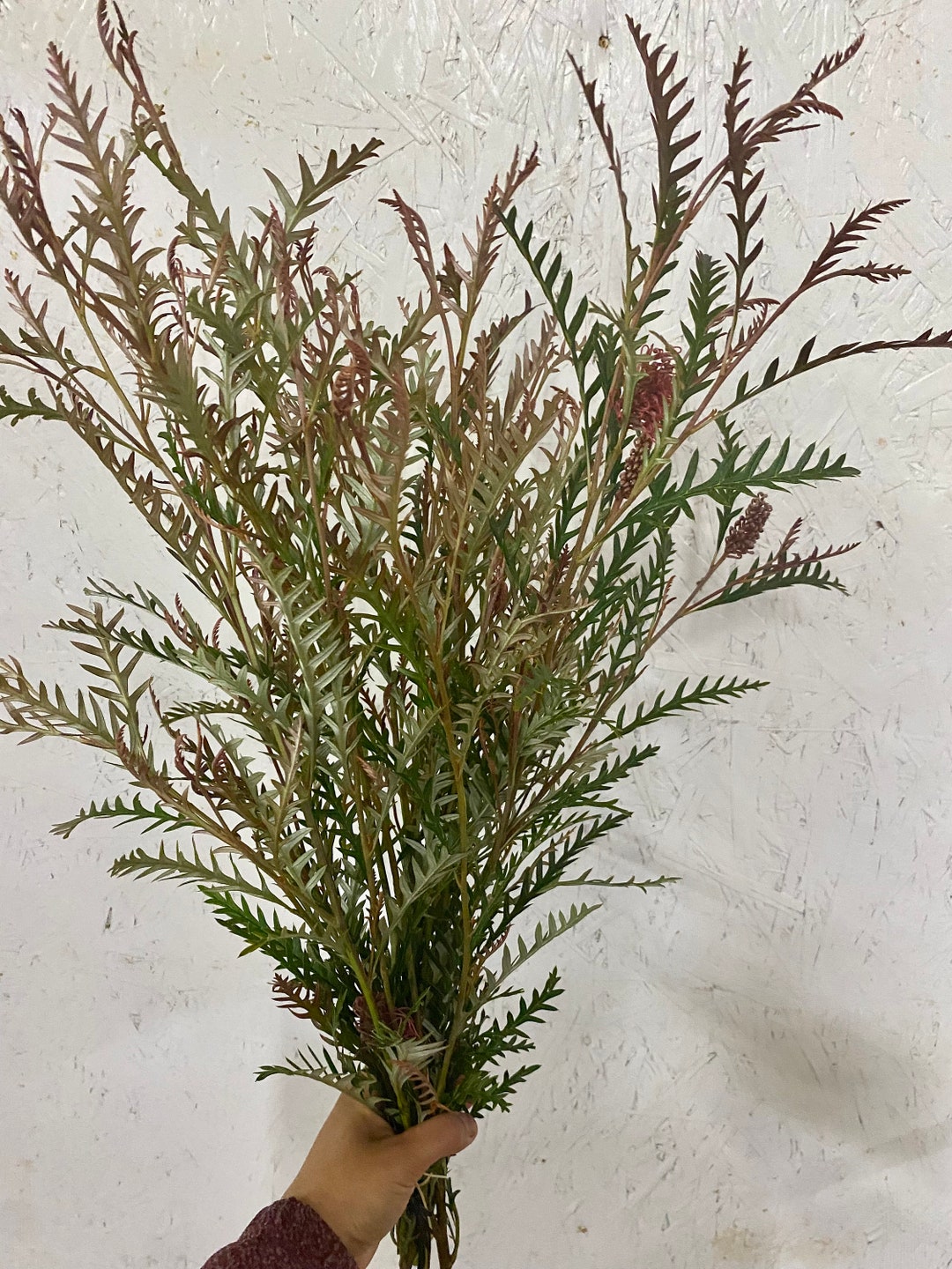 Fresh Grevillea Bunch, Real Greenery Bunch, Home Decor, Wedding ...