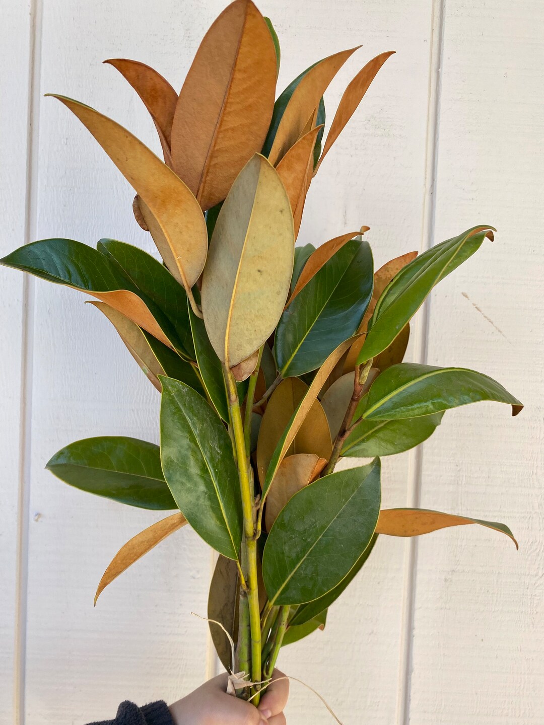 Fresh Magnolia Bunch, Real Magnolia Bunch, Greenery Bunch, Home Decor ...
