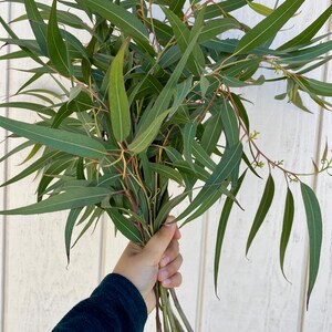 Fresh Willow Eucalyptus Bunch, Greenery Foliage Bunch, Wedding Greenery ...