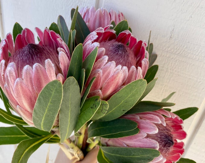 Fresh Pink Ice Protea Stems ,real Pink Protea, Exotic Protea, Wedding ...