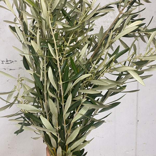 Olive Branches - Etsy