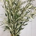 Fresh Israeli Ruscus Bunch, Real Greenery, Home Decor, Wedding Greenery ...