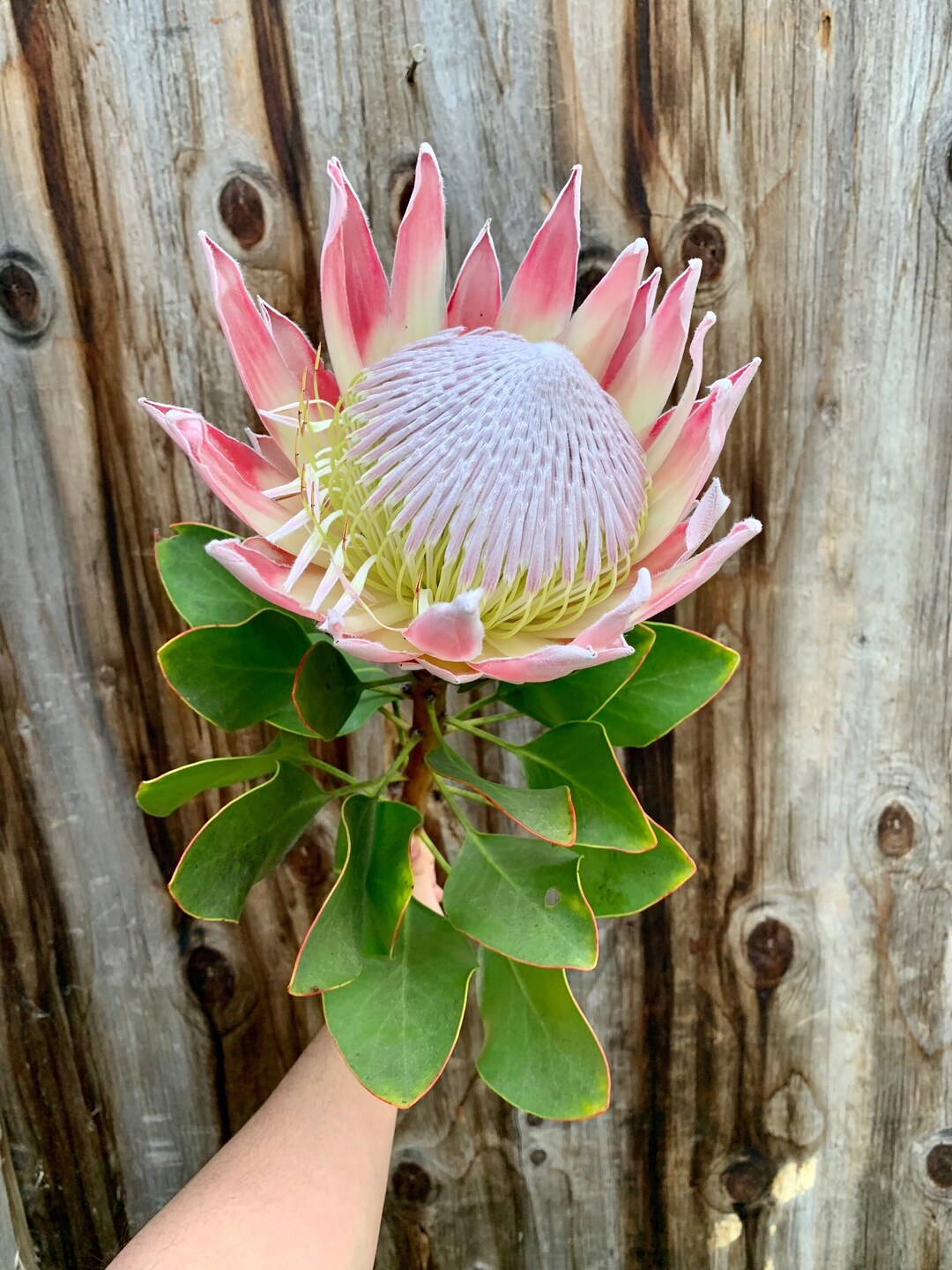 Fresh King Protea Flower, Fresh Protea Stem for Wedding Event Party ...