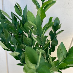 Fresh Israeli Ruscus Bunch, Real Greenery, Home Decor, Wedding Greenery ...