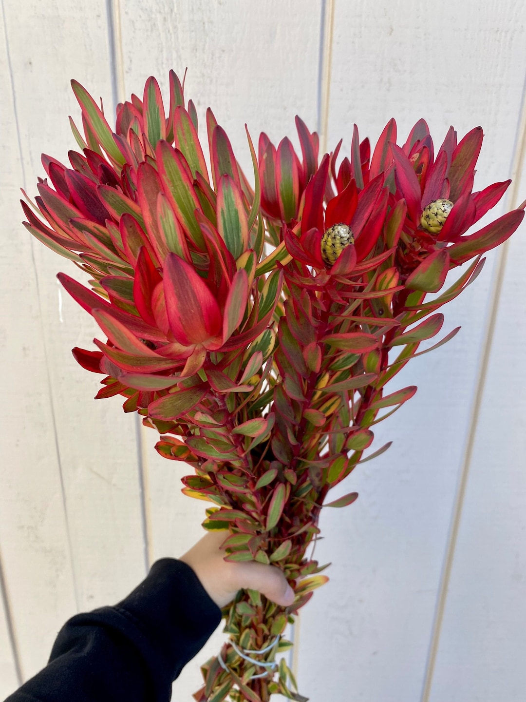 Fresh Leucadendron Safari Sunshine Bunch, Real Flower Bunch, Exotic ...