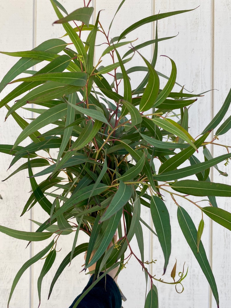 Fresh Willow Eucalyptus Bunch, Greenery Foliage Bunch, Wedding Greenery ...