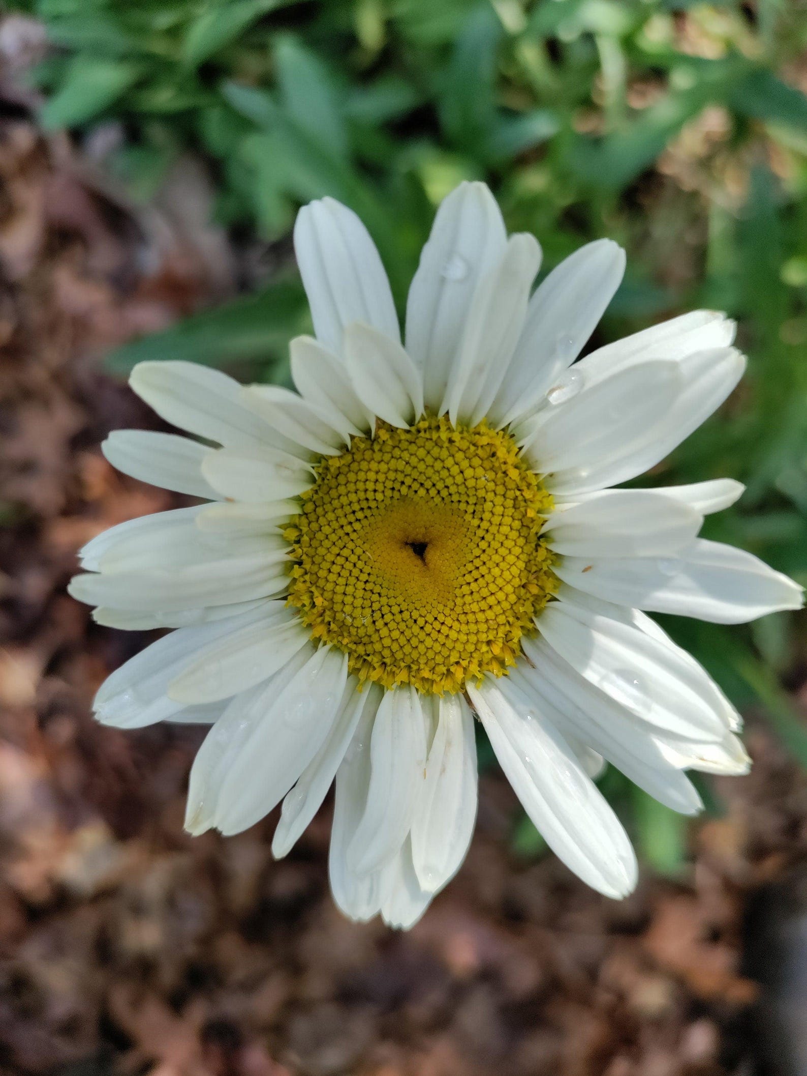 Shasta Daisy 'alaska' Plant 3.25 Inch Pot - Leucanthemum Superbum - Etsy