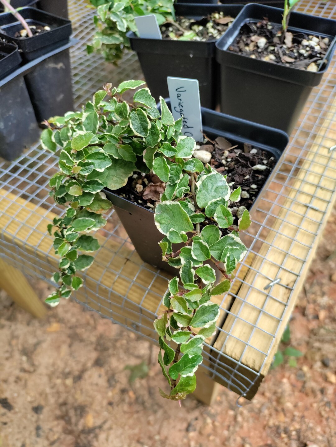 Creeping Fig Variegated Plant 3.25" Pot - Ficus Pumila - Etsy