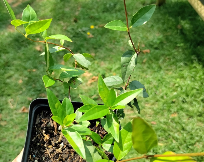 Carolina Jessamine Plant 3.25 Pot - Etsy