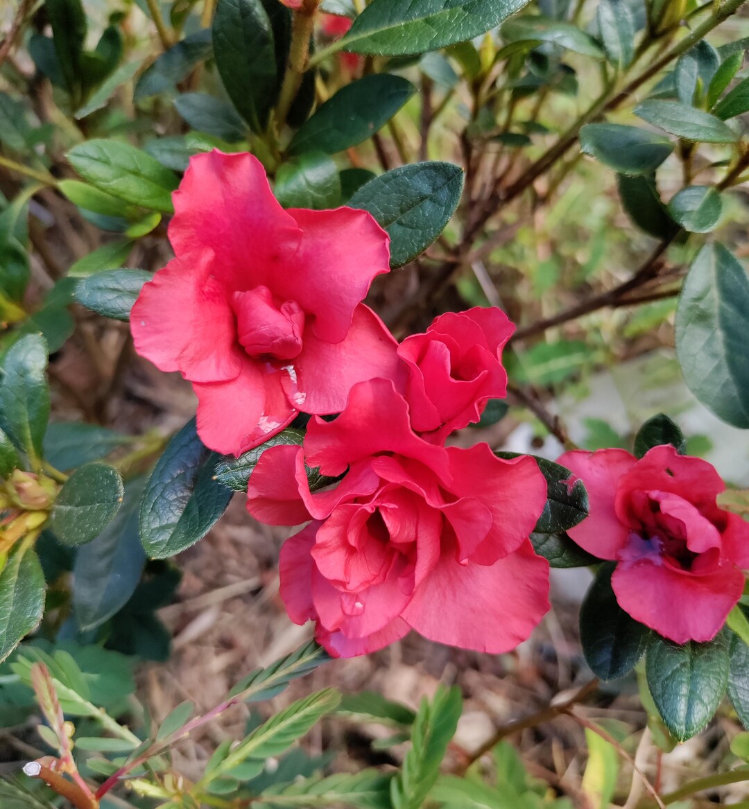 Reblooming Azalea 'conlen' Plant 3.25 Pot - Etsy
