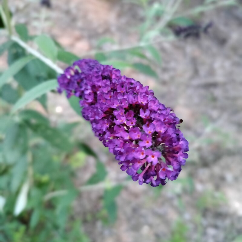 Butterfly Bush - Etsy
