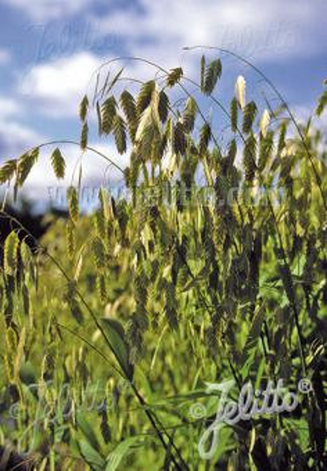 Northern Sea Oats Plant 3.25 Inch Pot - River Oats , Inland Sea Oats - Etsy