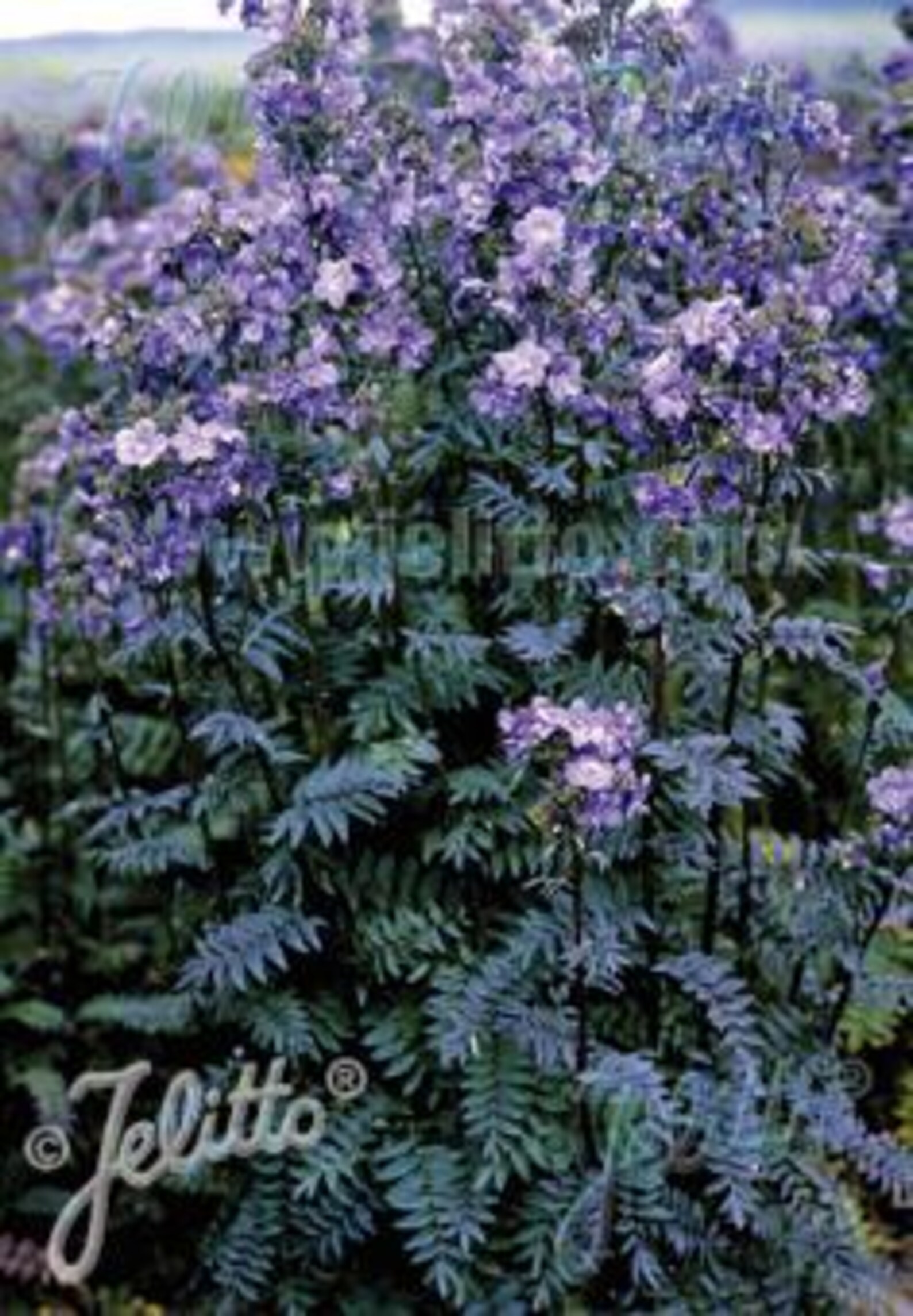Polemonium Purple Rain Plant 3.25 Inch Pot - Jacob's Ladder - Etsy
