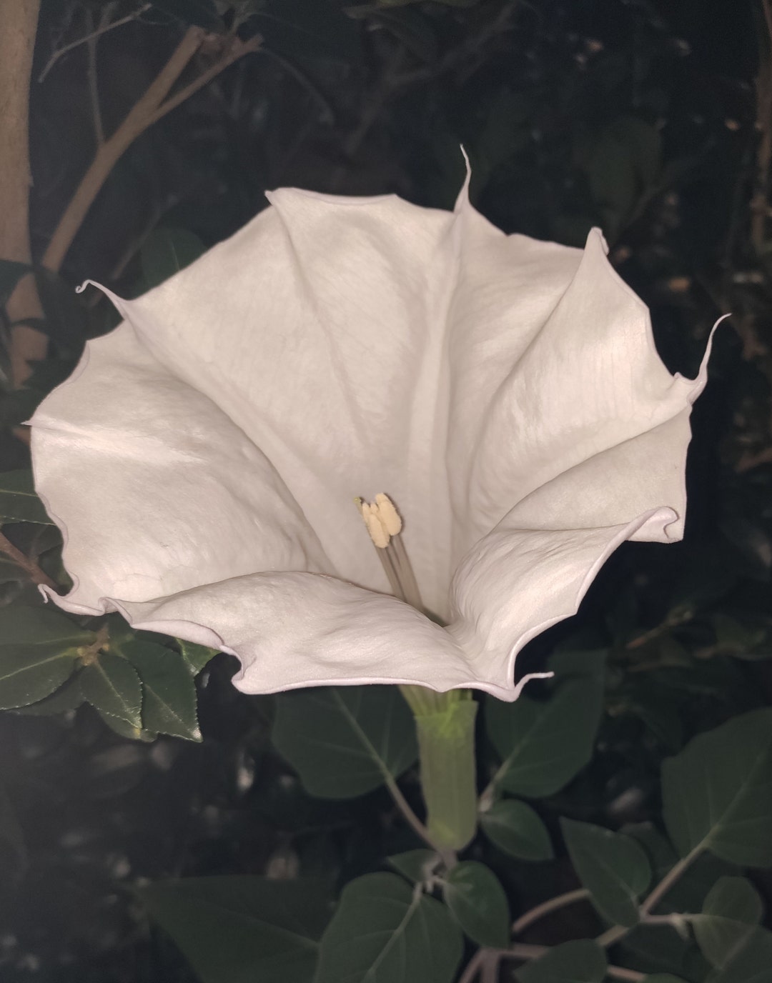 Datura Moonflower Plant 3.25-inch Pot - Datura Inoxia - Etsy