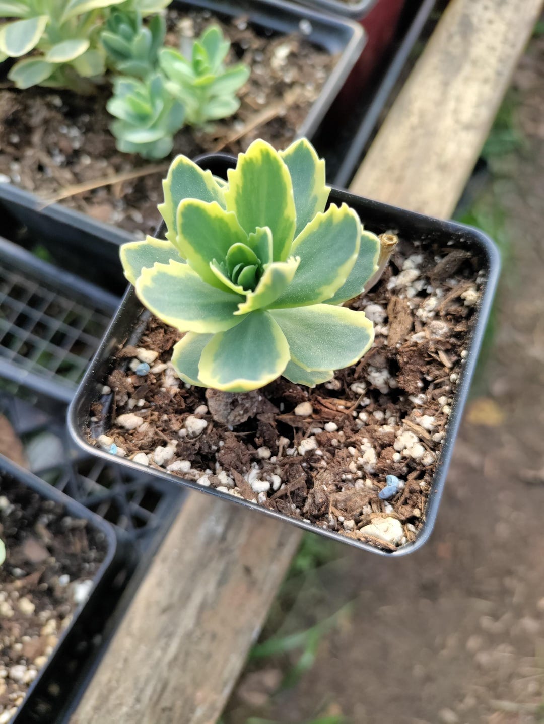 Variegated Stonecrop 'lajos' Plant 3.25" Pot - Autumn Charm - Etsy