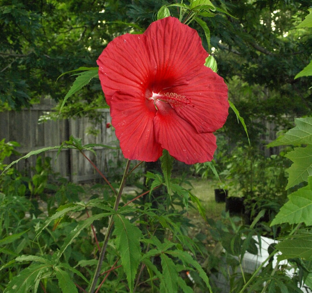 Red Hardy Hibiscus Plant 3.25 Pot - Etsy