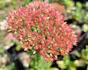 4 Pot of Variegated Sedum, Sedum Autumn Charm, Succulent Plant - Etsy