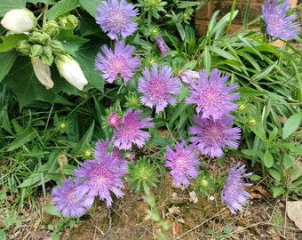 Blue Danube' Stokes Aster 3 Well Starter Rooted Plants in 1 Qt Pots ...