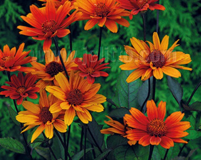 Heliopsis 'bleeding Hearts' Plant 3.25" Pot - Heliopsis Helianthoides ...