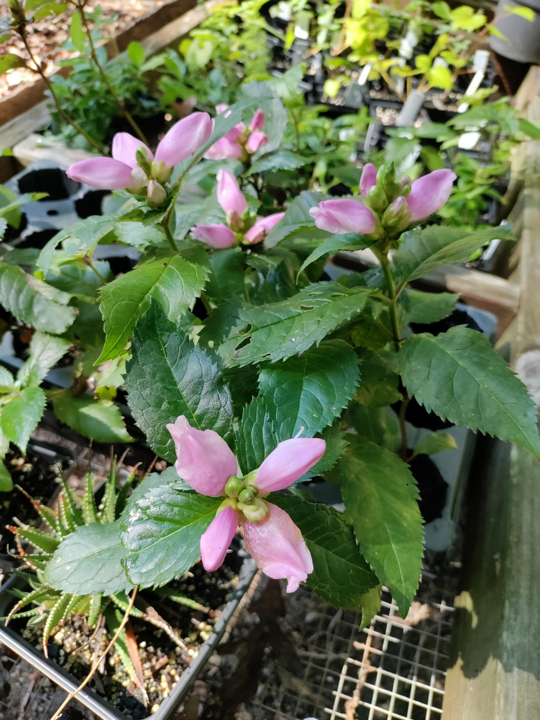 Turtlehead 'hot Lips' Plant 3.25" Pot - Chelone Lyonii - Etsy