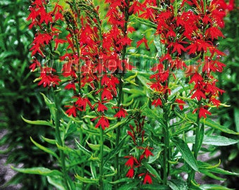 350 Red Cardinal Flower Seeds / Lobelia Cardinalis - Etsy