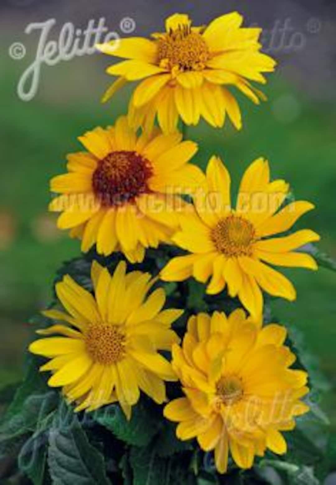Heliopsis Summer Sun Plant 3.25 Inch Pot - Heliopsis Helianthoides - Etsy