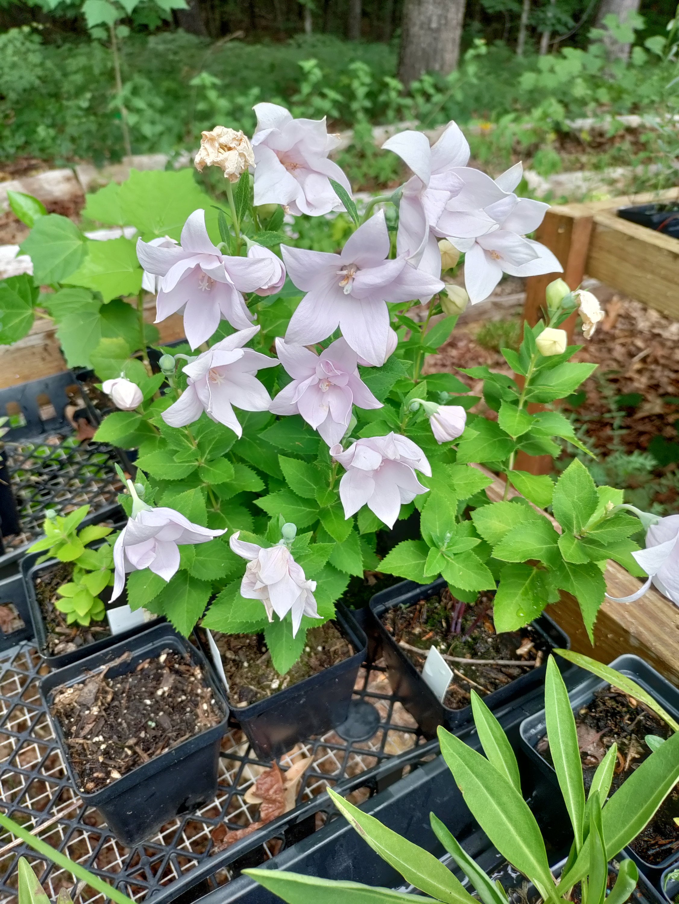 Platycodon Grandiflorus Astra Pink