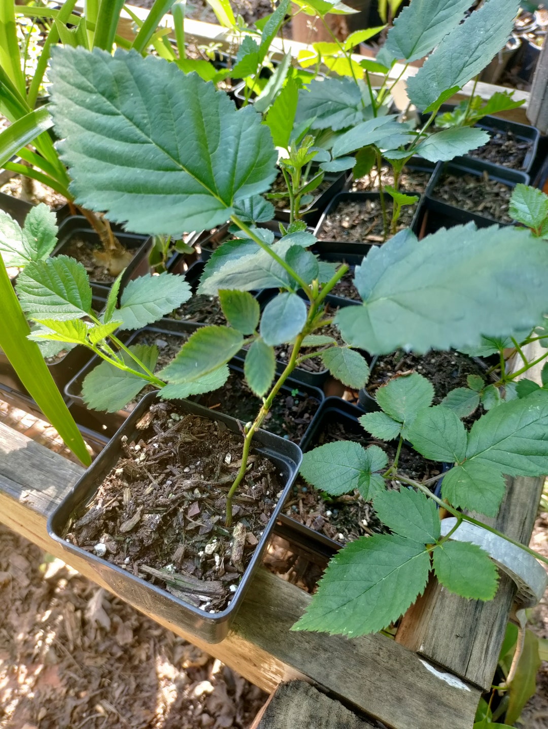 Thornless Blackberry Plant 'arapaho' 2.5 Pot - Etsy
