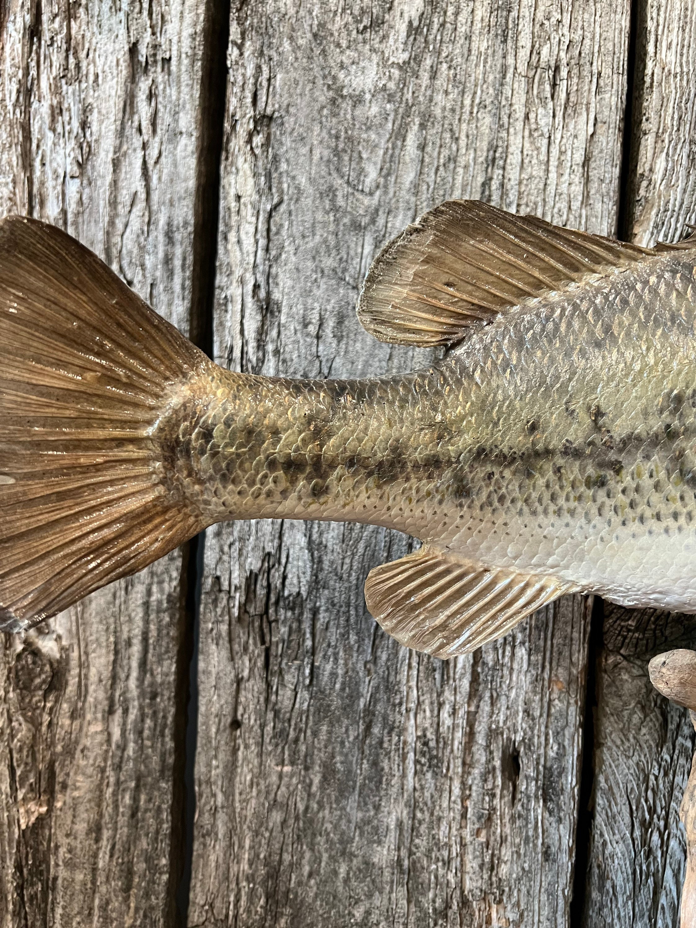 Large Mouth Bass Driftwood Mount - Etsy