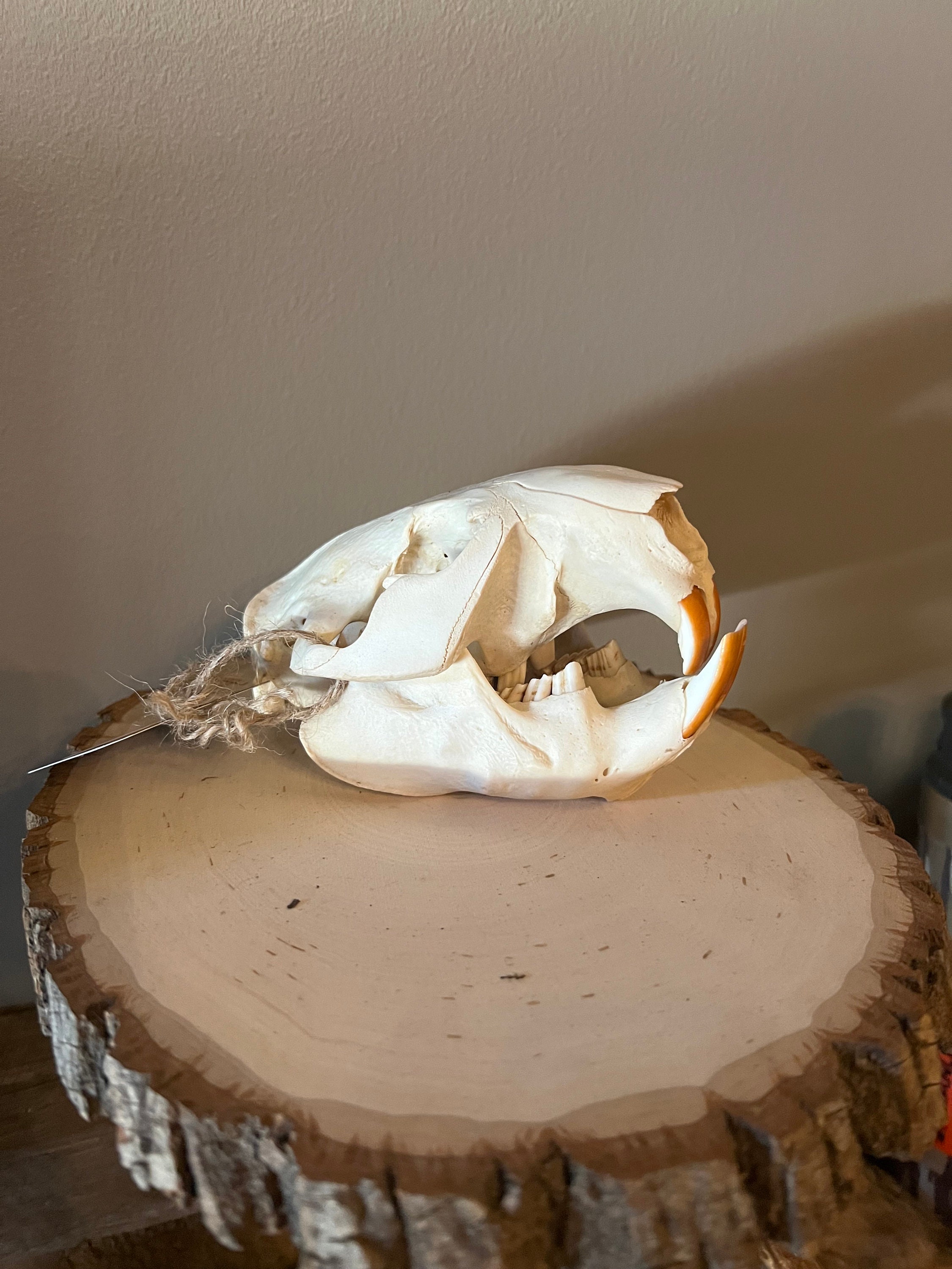 New Beaver Skull - Etsy