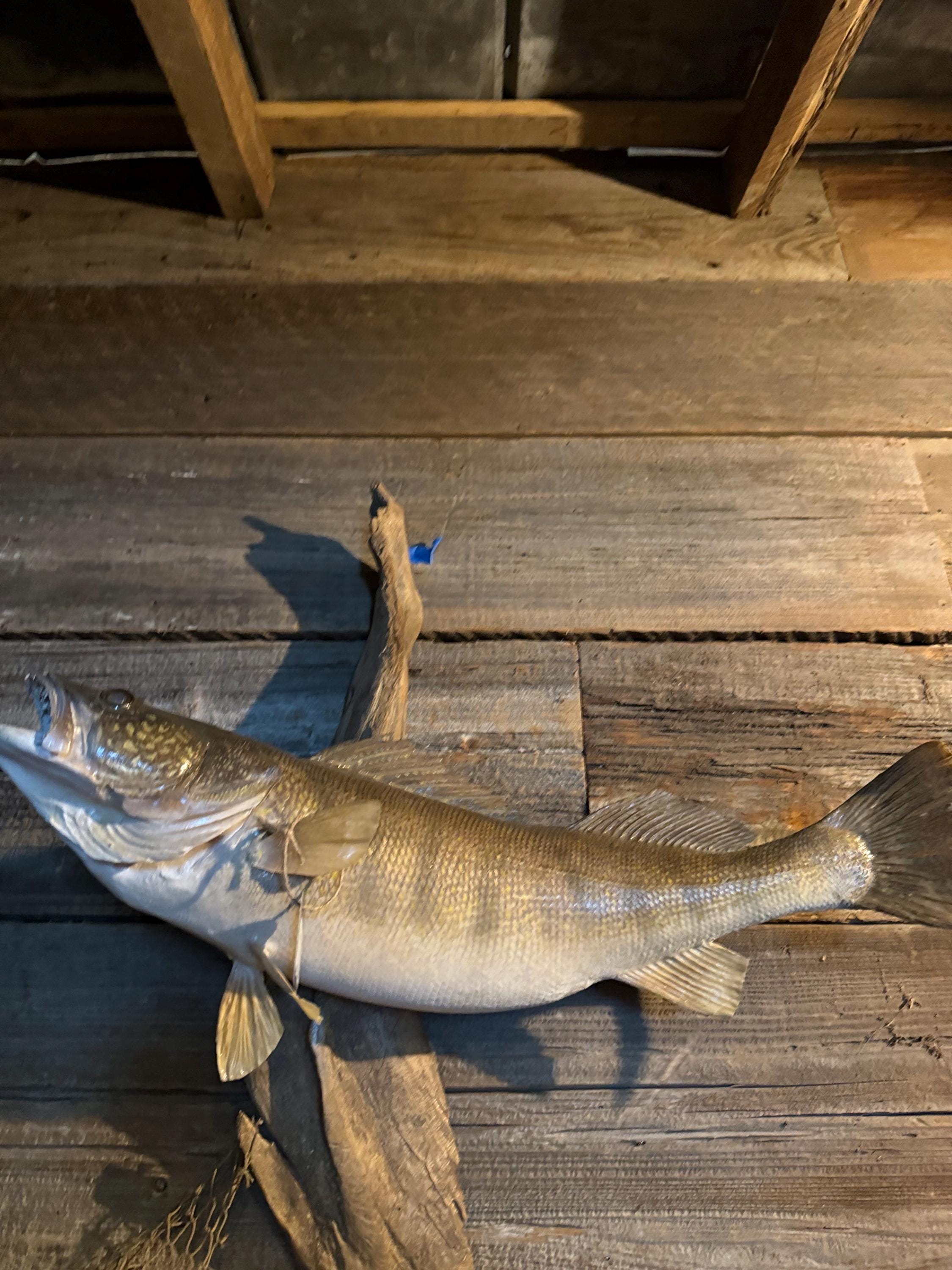 Excellent Walleye Mount - Etsy
