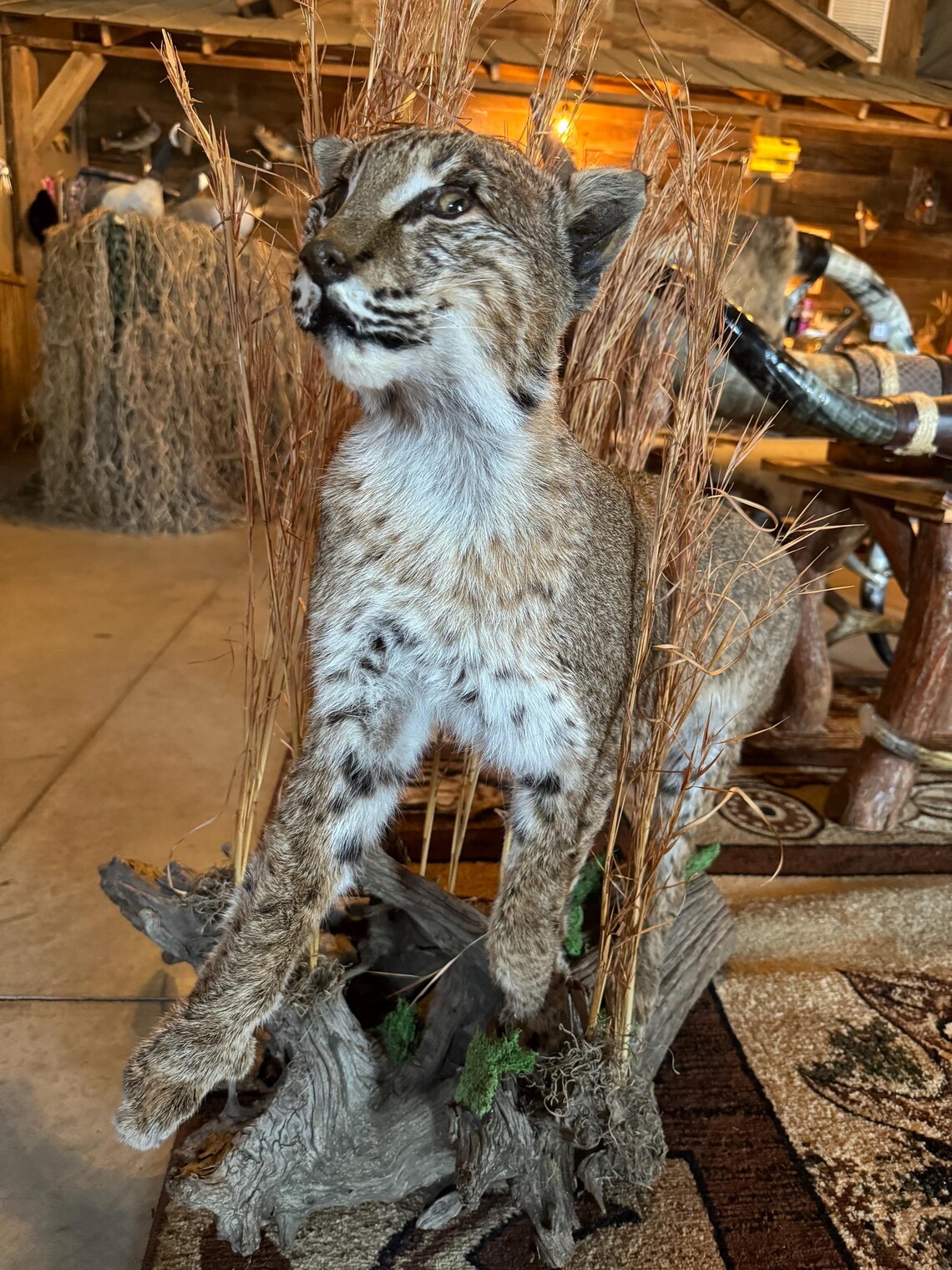 New Fullbody Bobcat Mount - Etsy