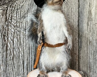 Taxidermy Squirrel - Etsy