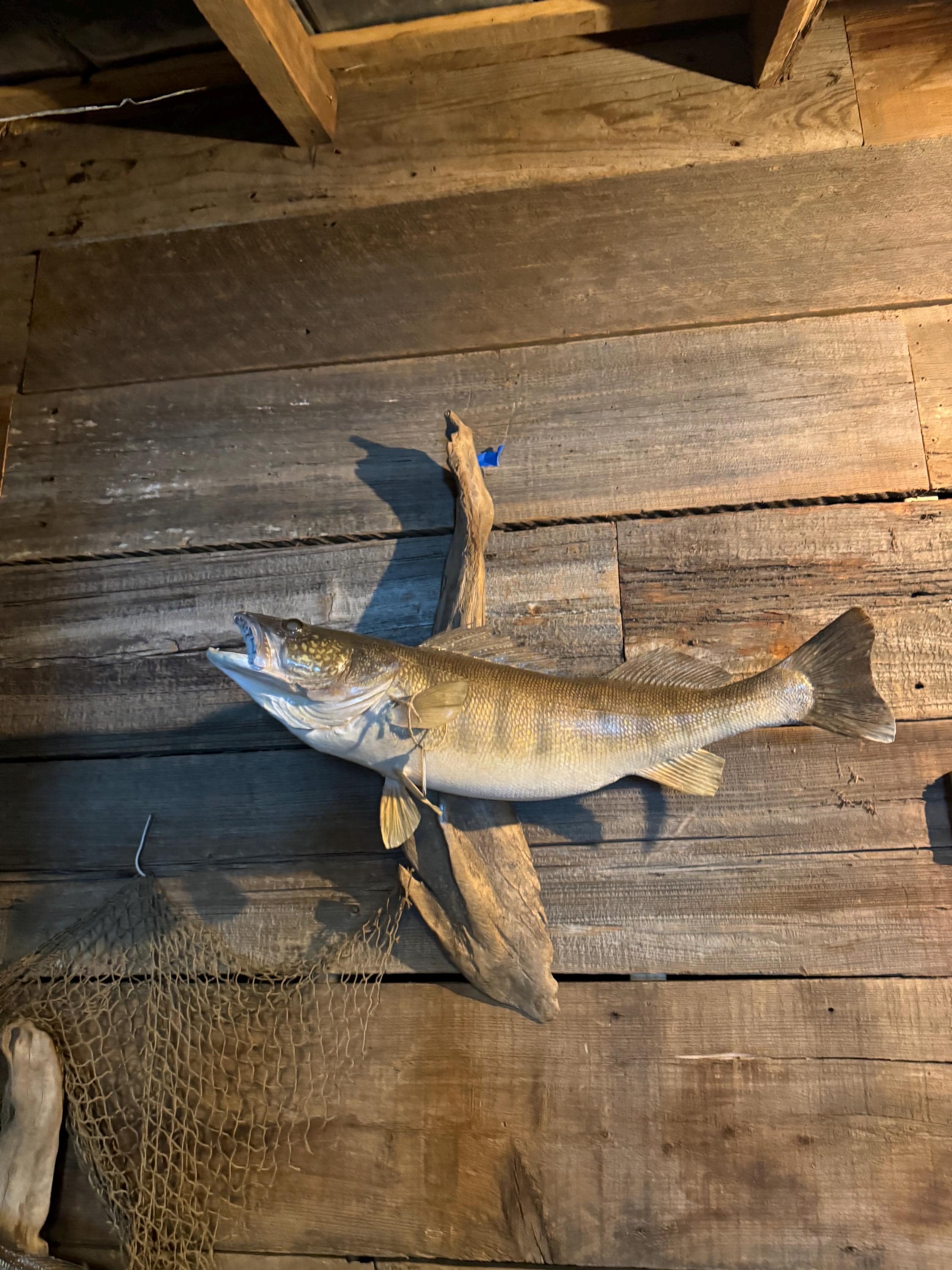 Excellent Walleye Mount - Etsy