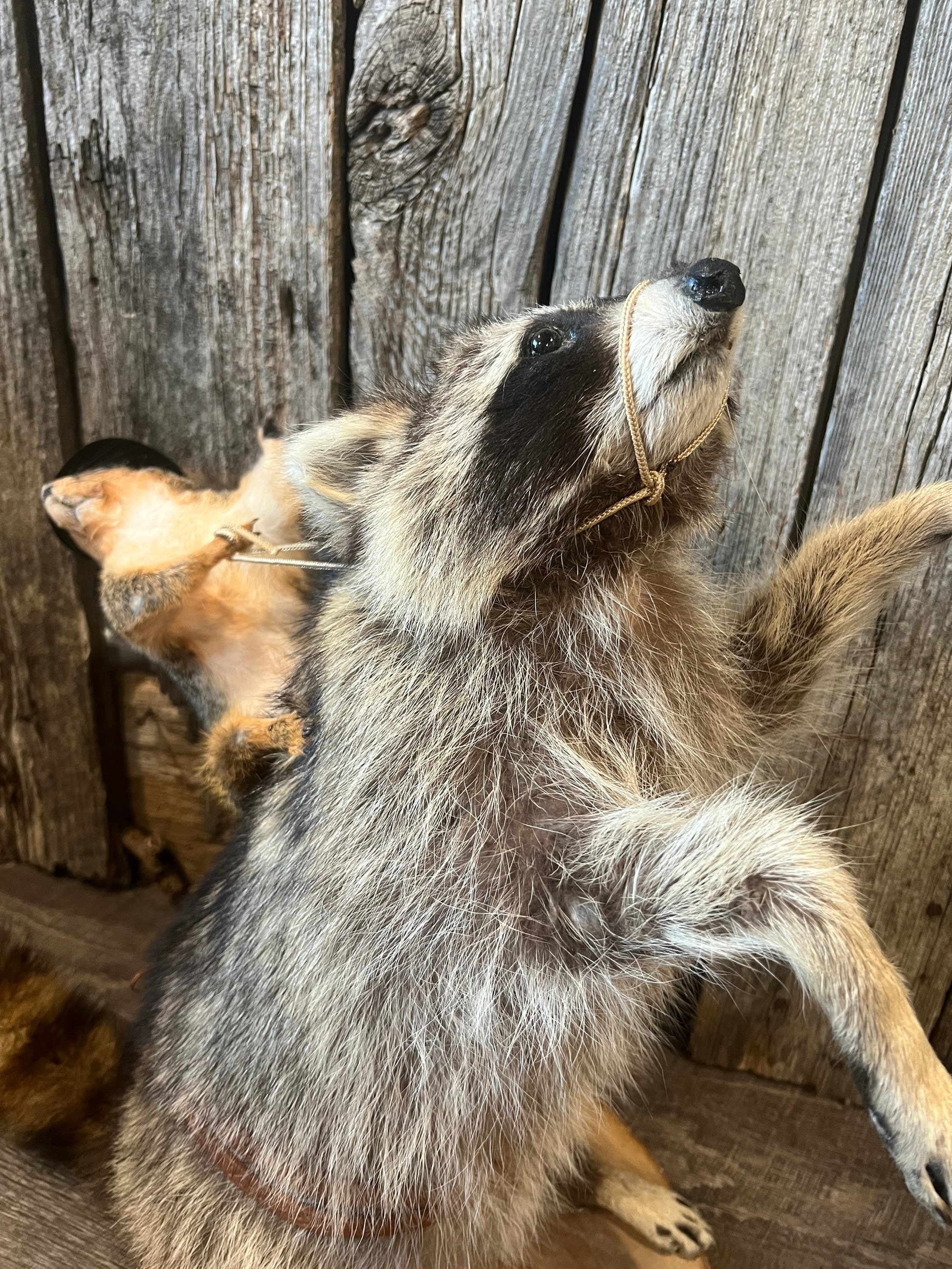 TEXAS EDITION Cowboy Squirrel Riding Raccoon Mount - Etsy