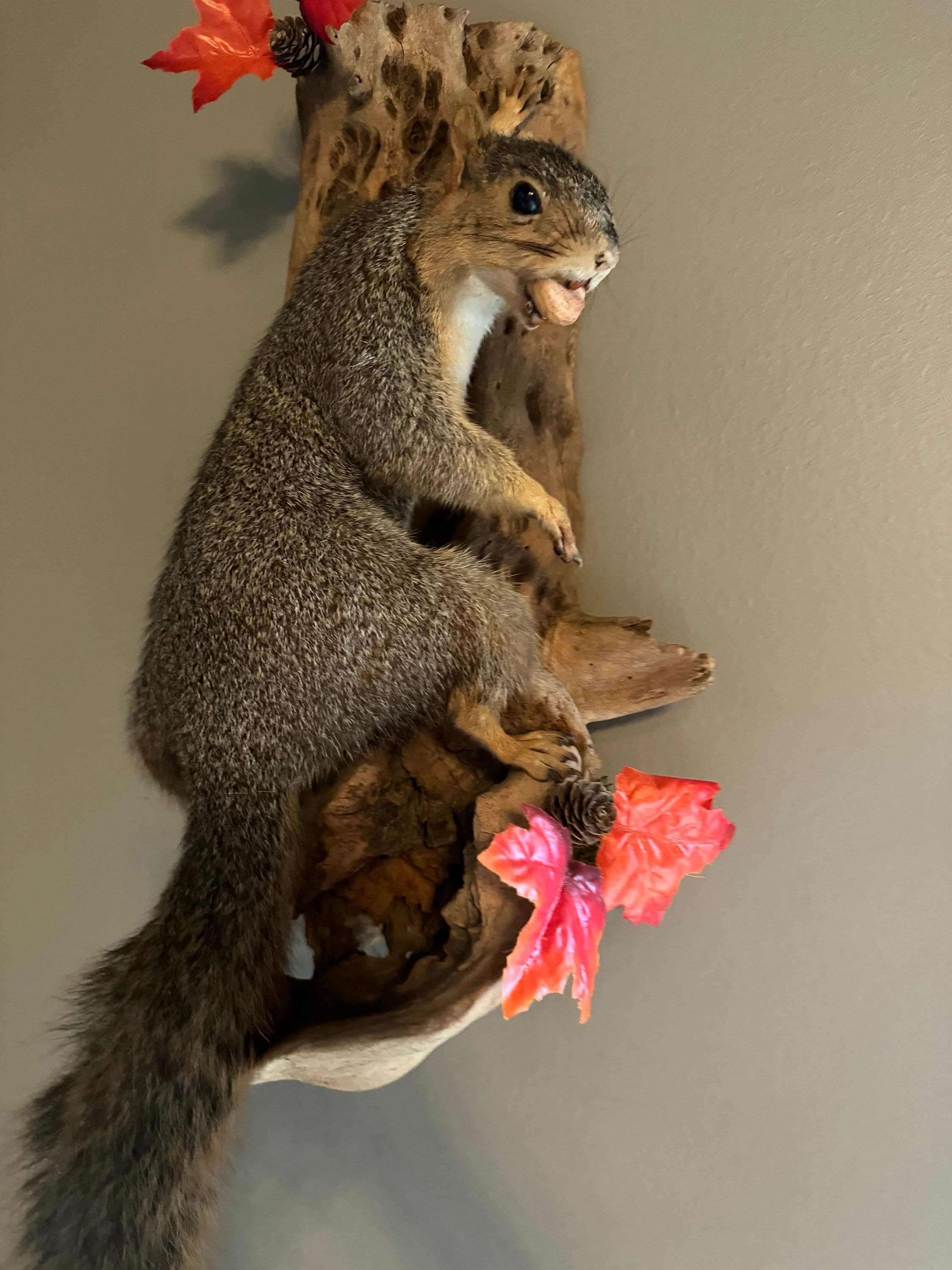 Full Body Squirrel Mount - Etsy