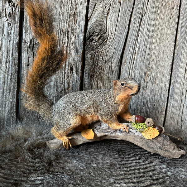 Fox Squirrel - Etsy