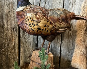 Pheasant Mount - Etsy