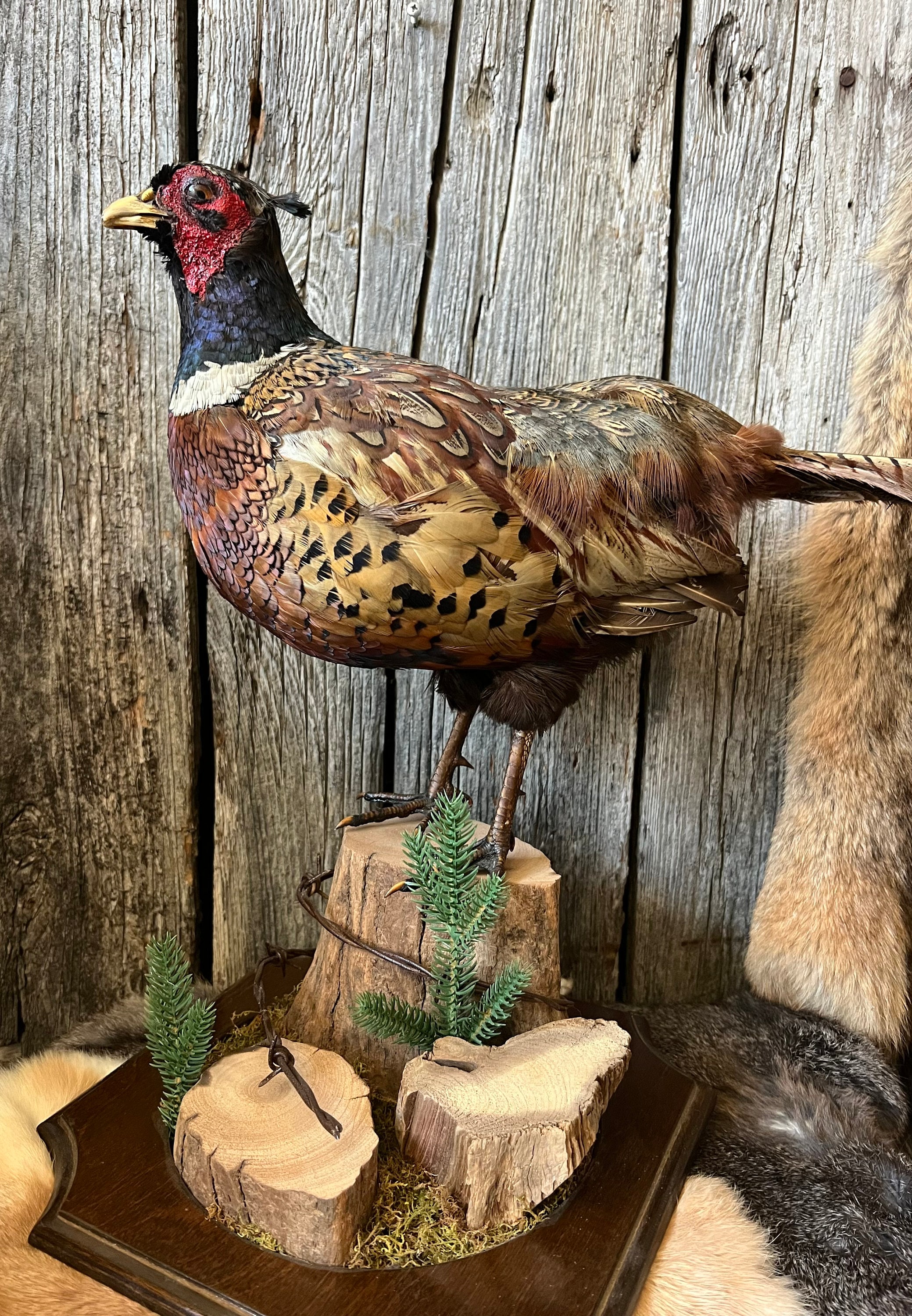 Excellent Ringneck Pheasant Mount - Etsy