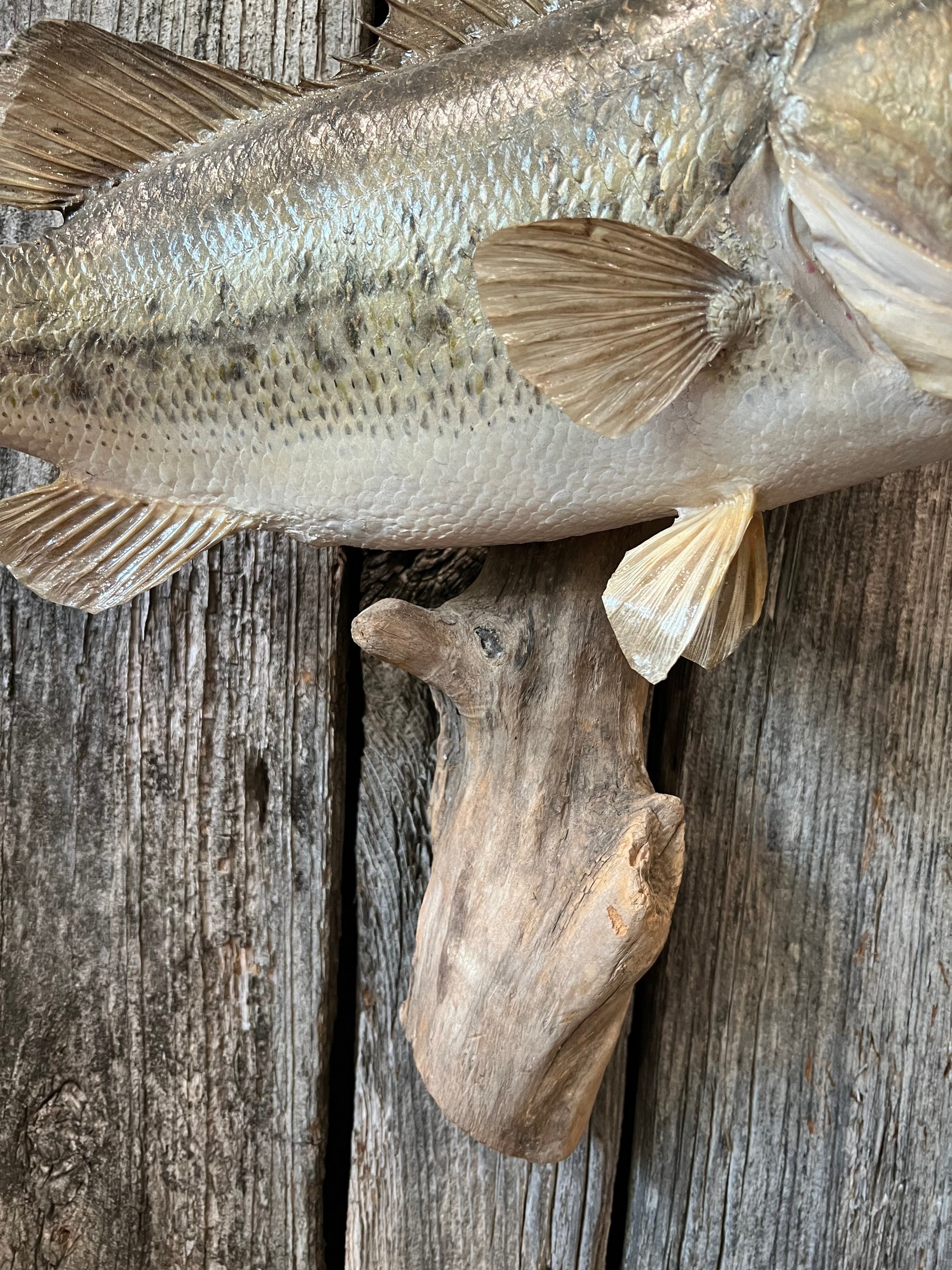 Large Mouth Bass Driftwood Mount - Etsy