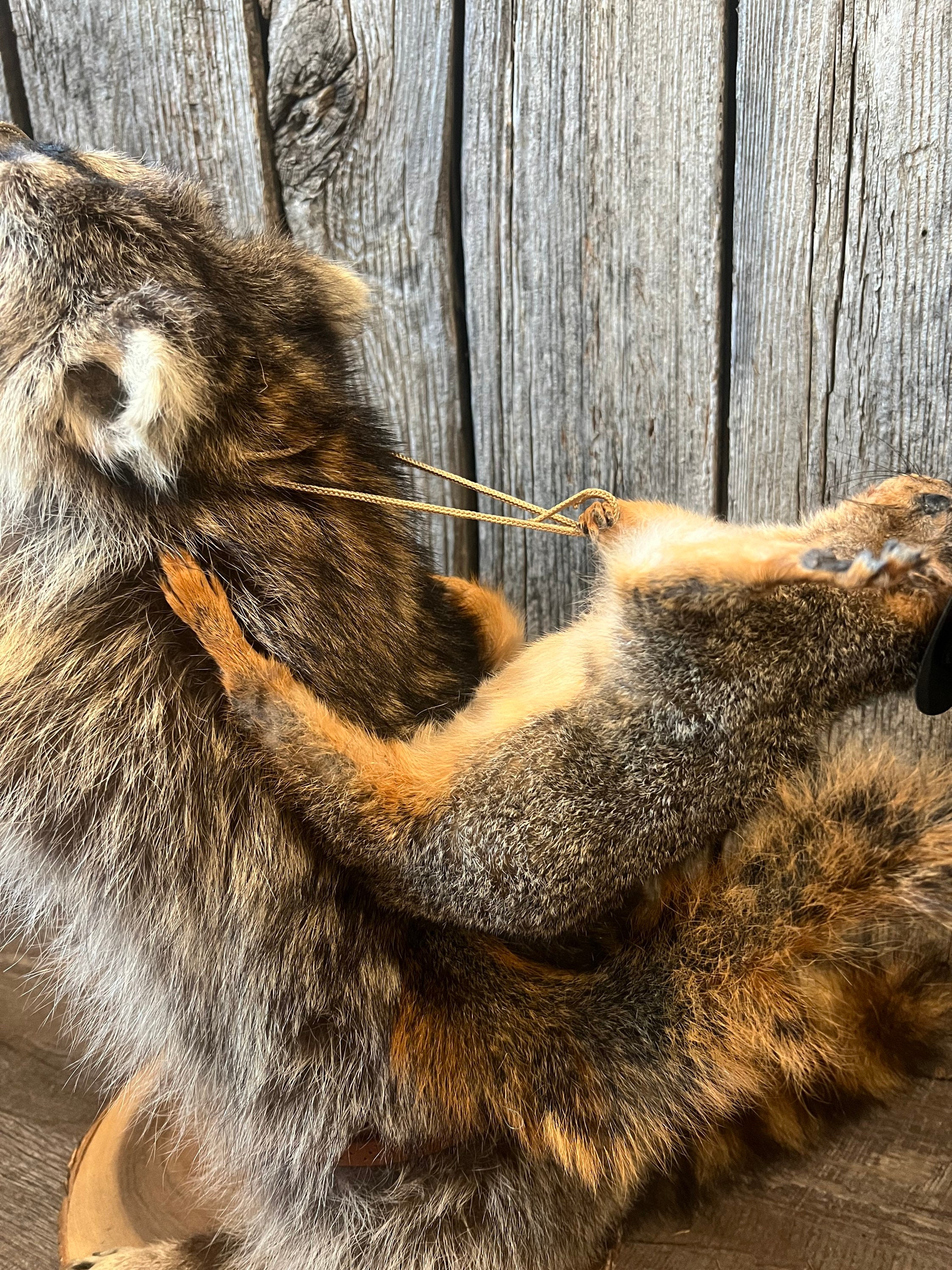 TEXAS EDITION Cowboy Squirrel Riding Raccoon Mount - Etsy