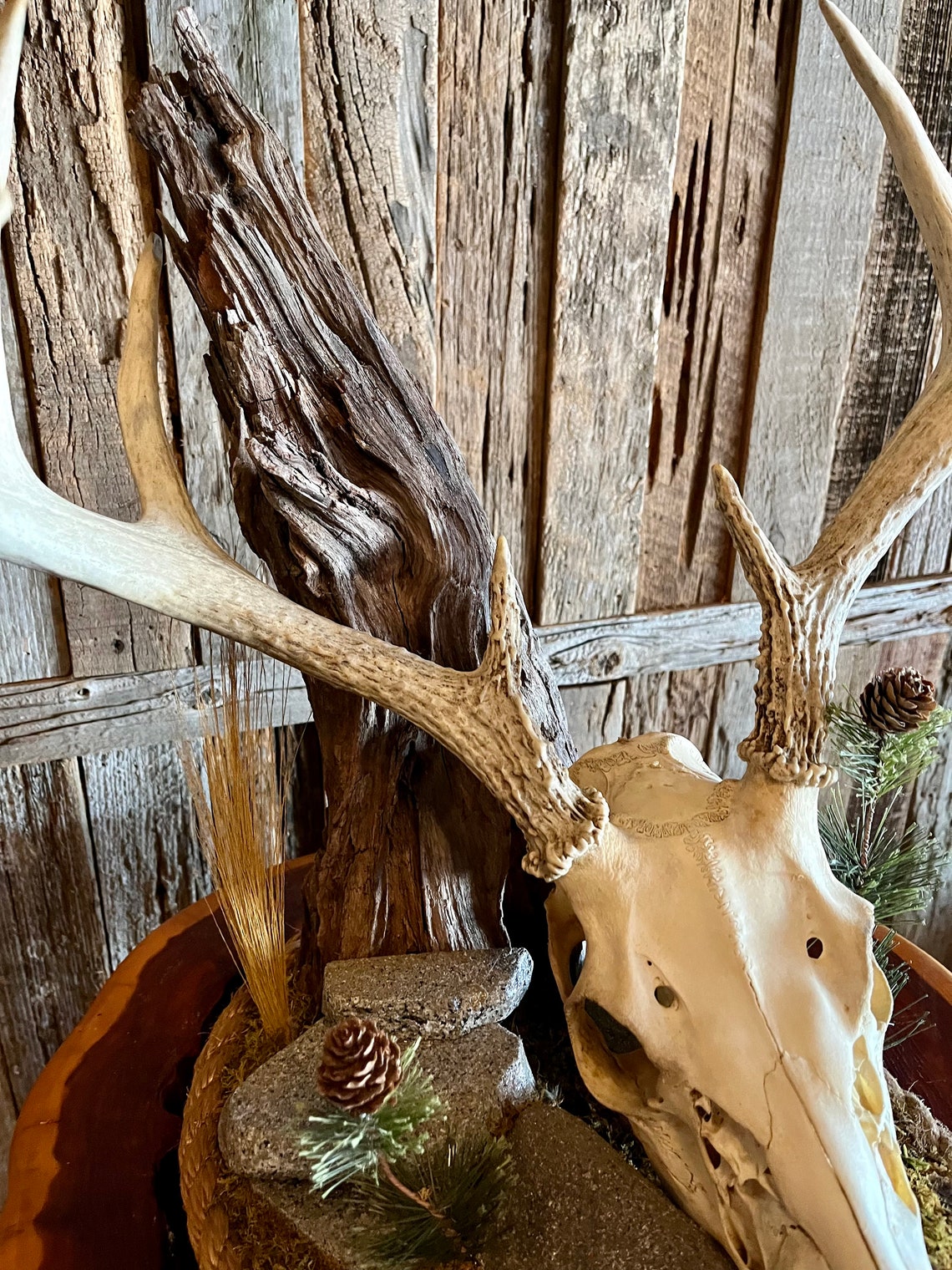 Scenic Whitetail Deer Skull - Etsy