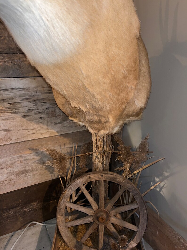 Mule Deer Pedestal Mount - Etsy