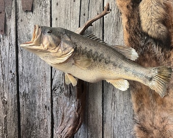 Real Skin Largemouth Bass Wall or Table Mount Taxidermy With Glass Eye ...
