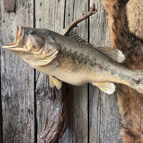 Large Mouth Bass - Etsy
