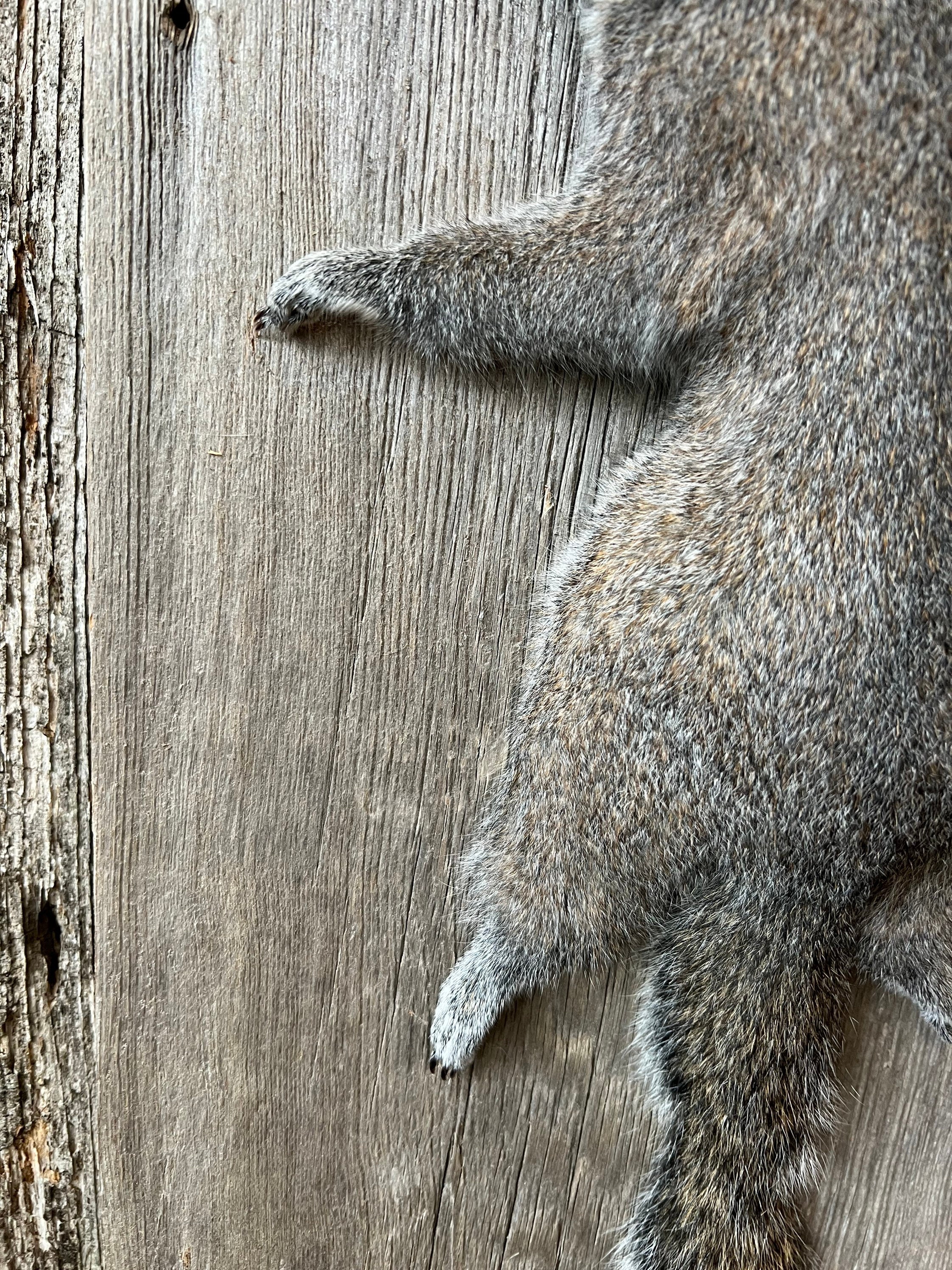 Grey Squirrel Full Body Mount - Etsy