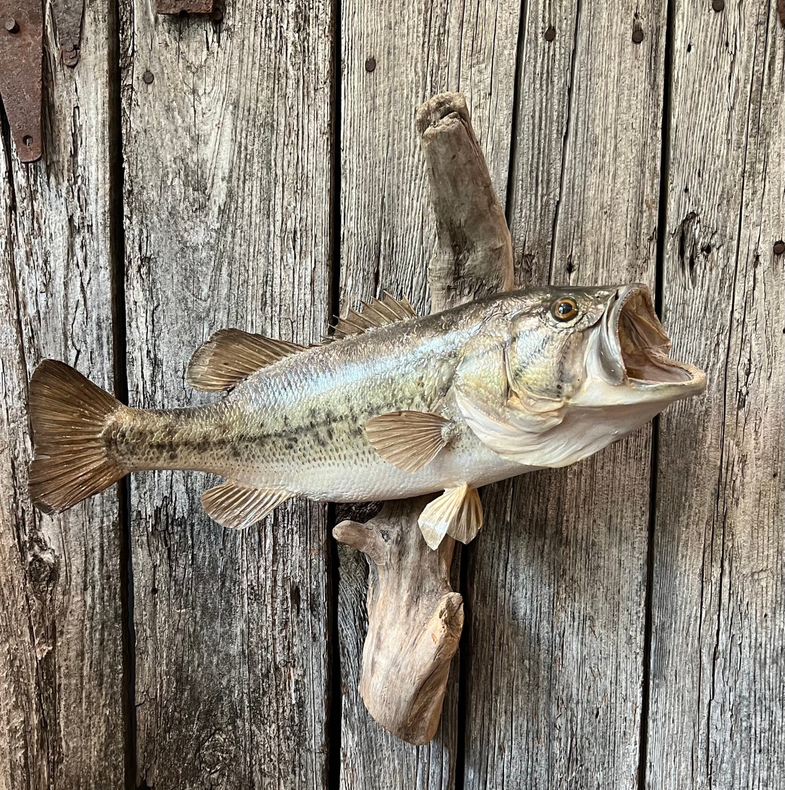 Large Mouth Bass Driftwood Mount - Etsy