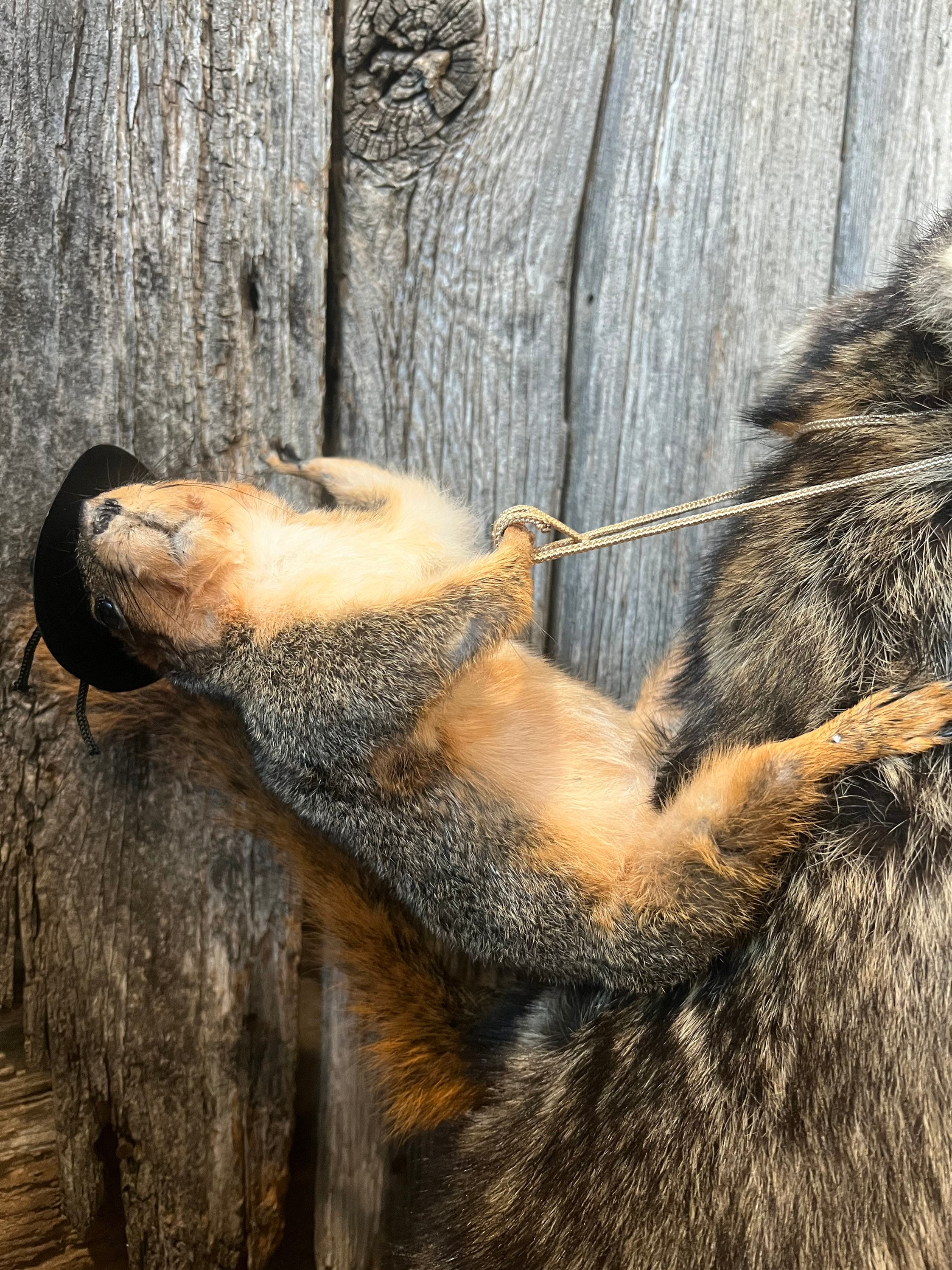 TEXAS EDITION Cowboy Squirrel Riding Raccoon Mount - Etsy