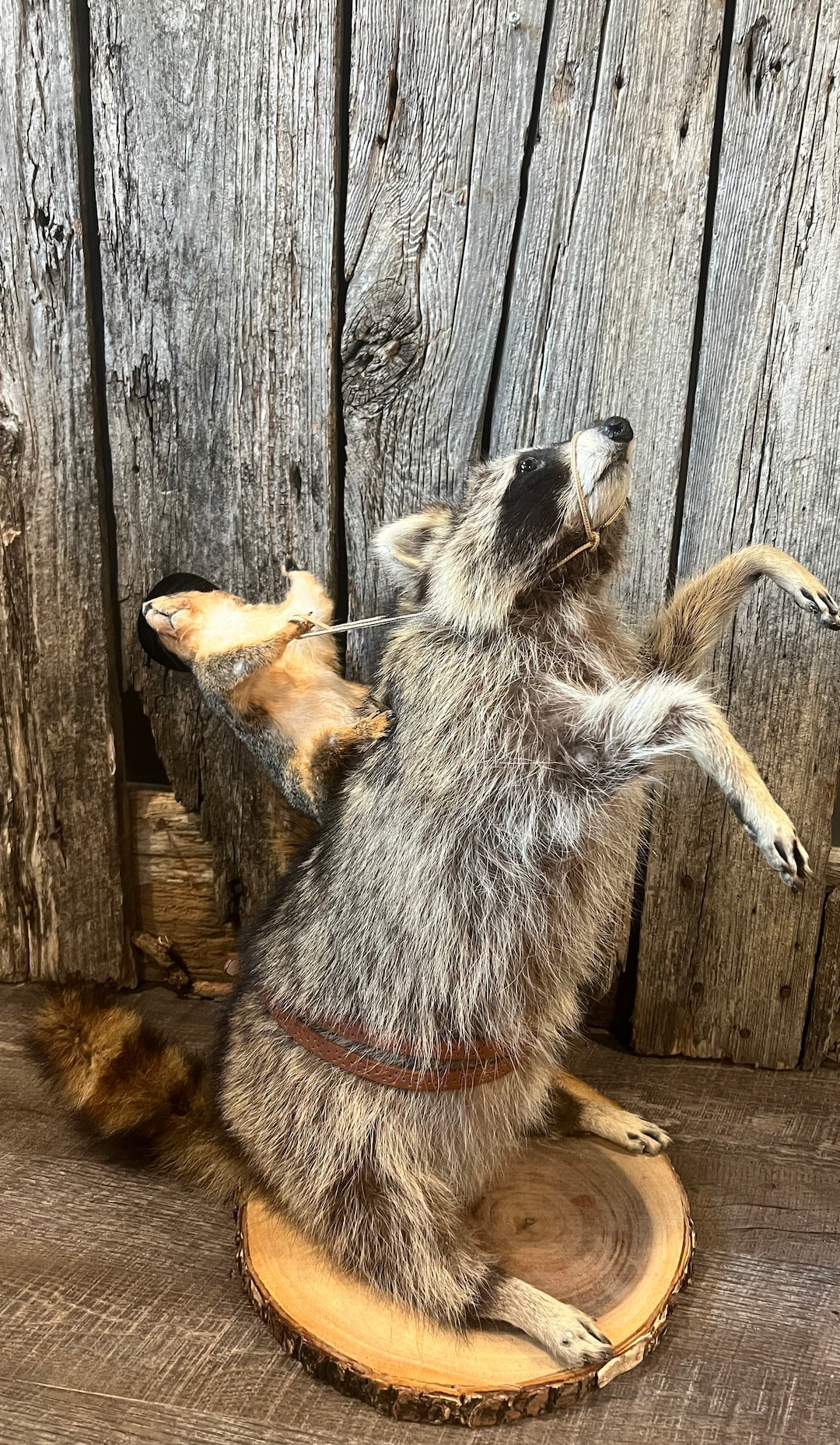 TEXAS EDITION Cowboy Squirrel Riding Raccoon Mount - Etsy
