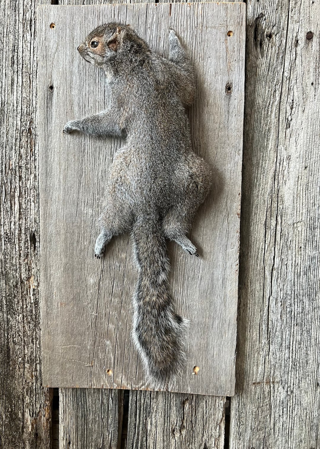 Grey Squirrel Full Body Mount - Etsy